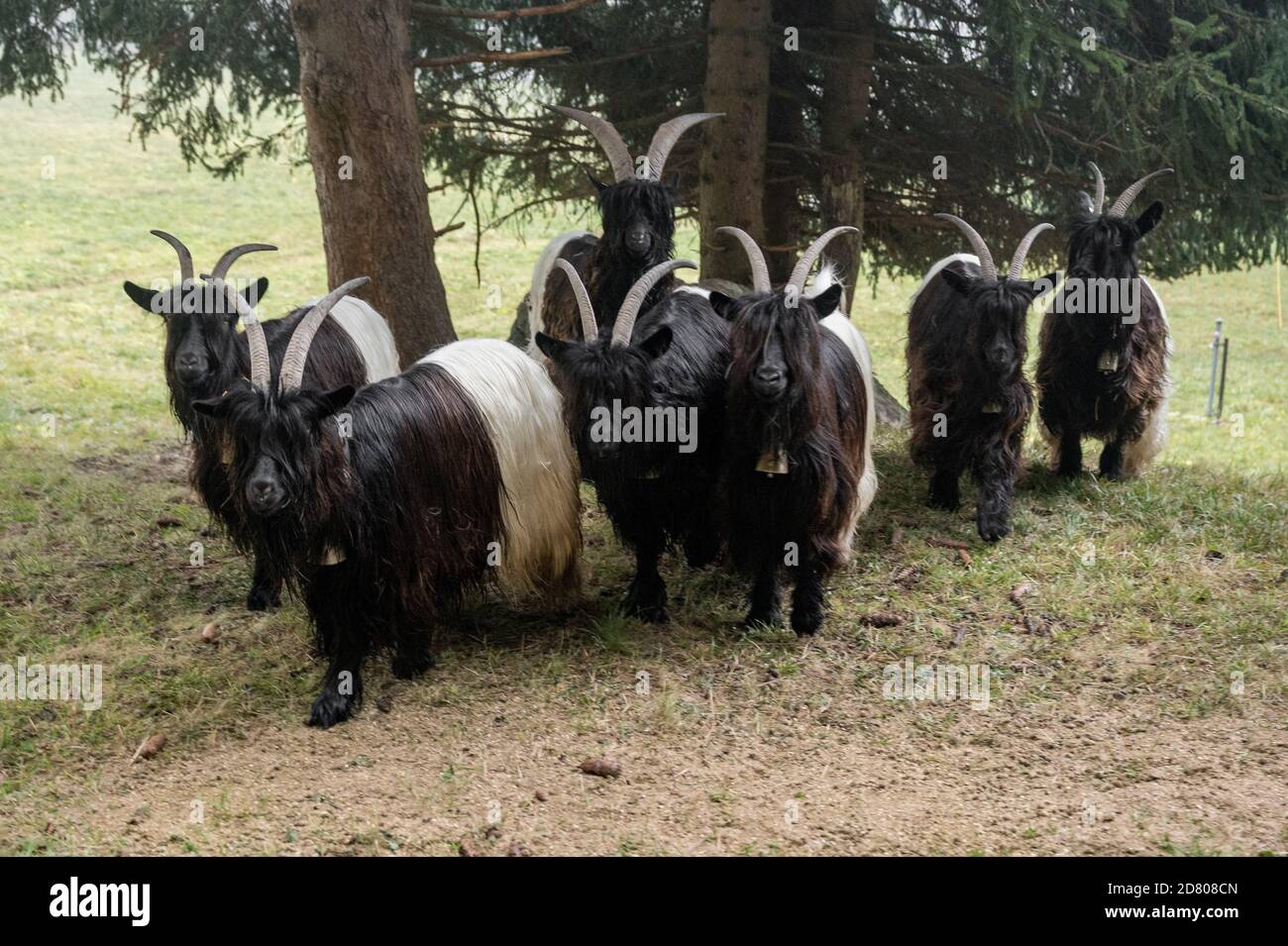 Blackneck goats hi-res stock photography and images - Alamy