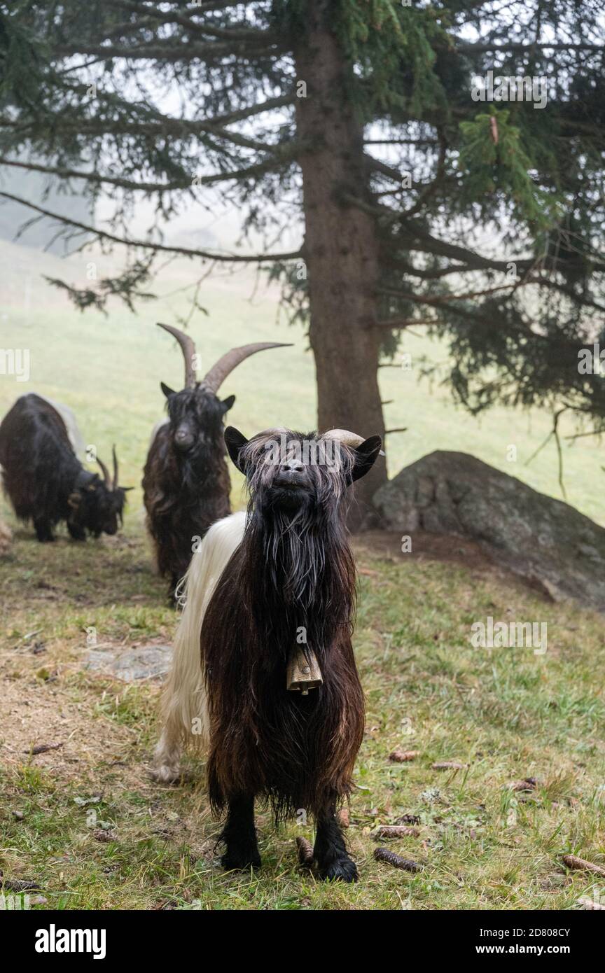 Valais blackneck goat hi-res stock photography and images - Alamy