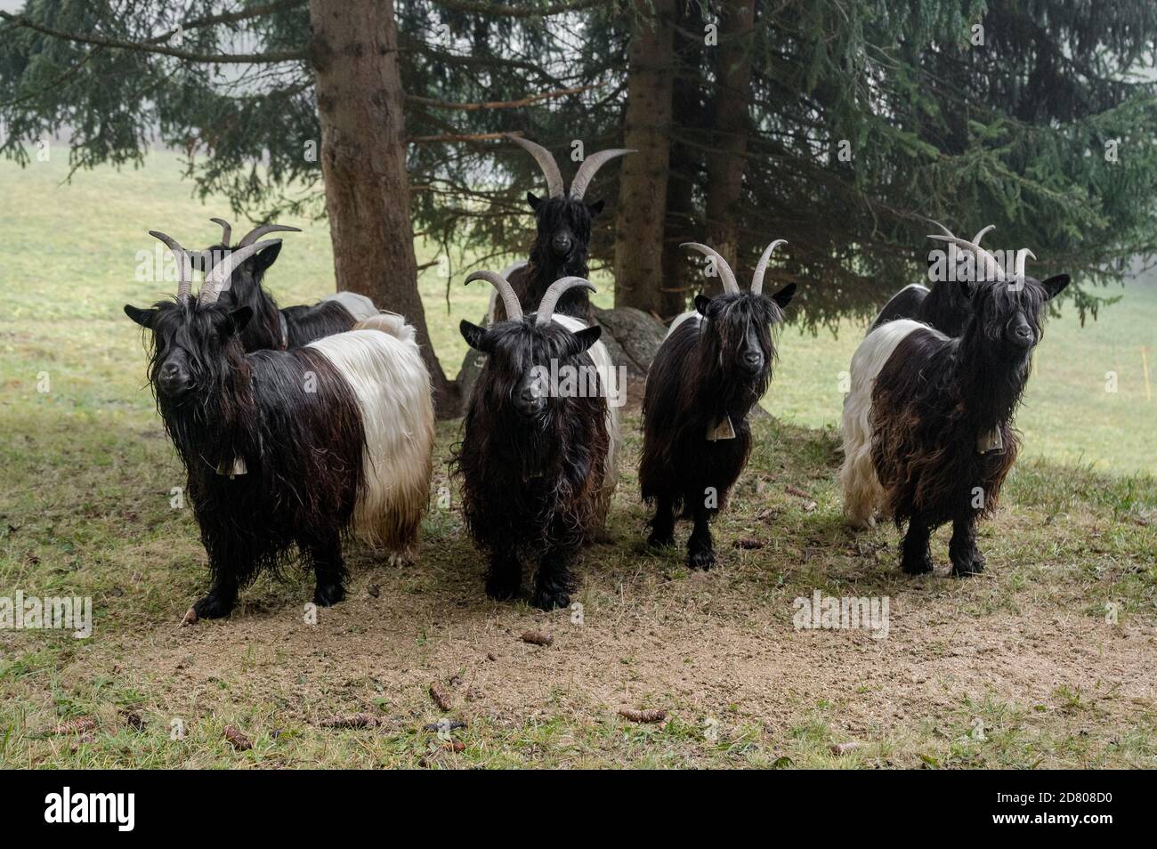 Haustierrassen hi-res stock photography and images - Alamy