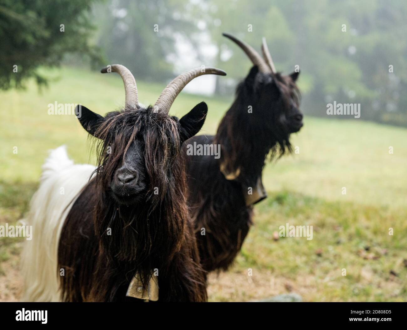 Valais Blackneck goats Stock Photo - Alamy