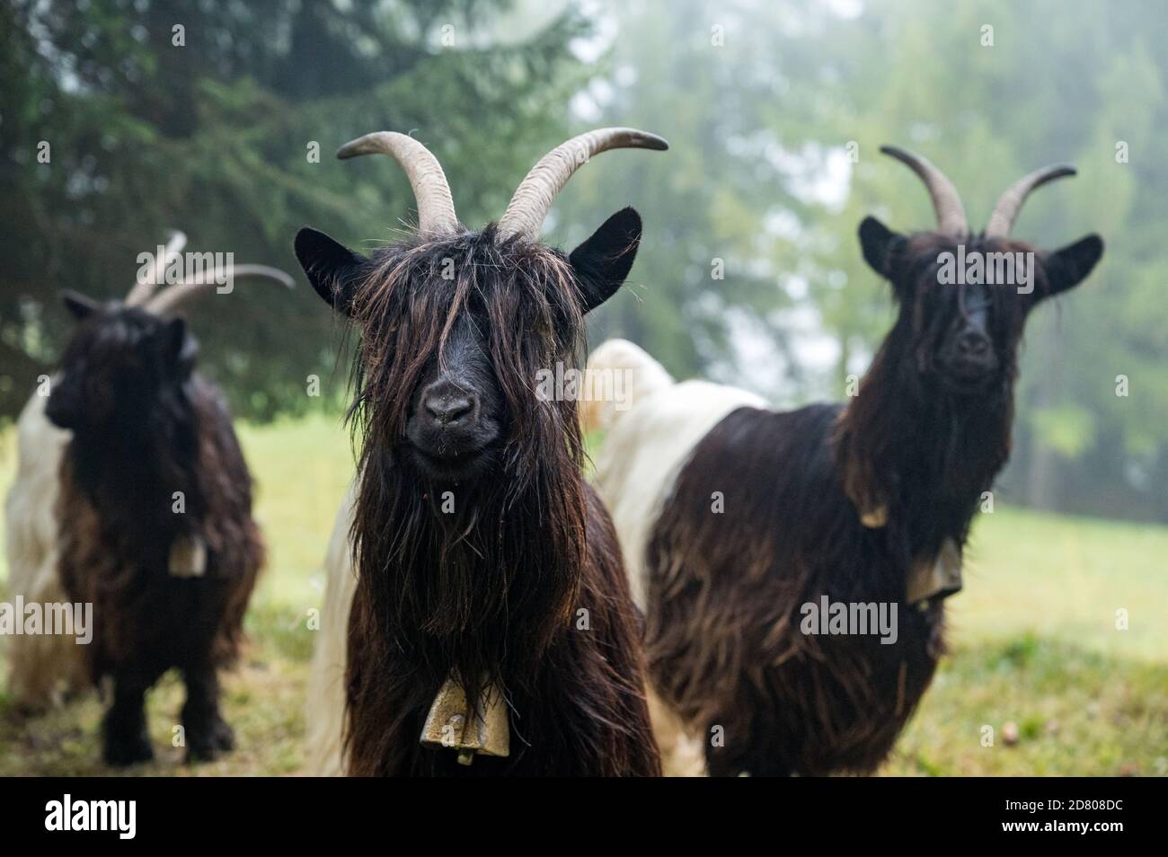 Valais Blackneck goats Stock Photo - Alamy
