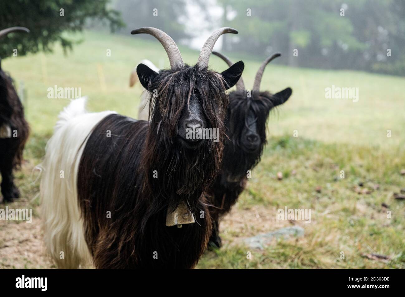 Valais goat hi-res stock photography and images - Alamy