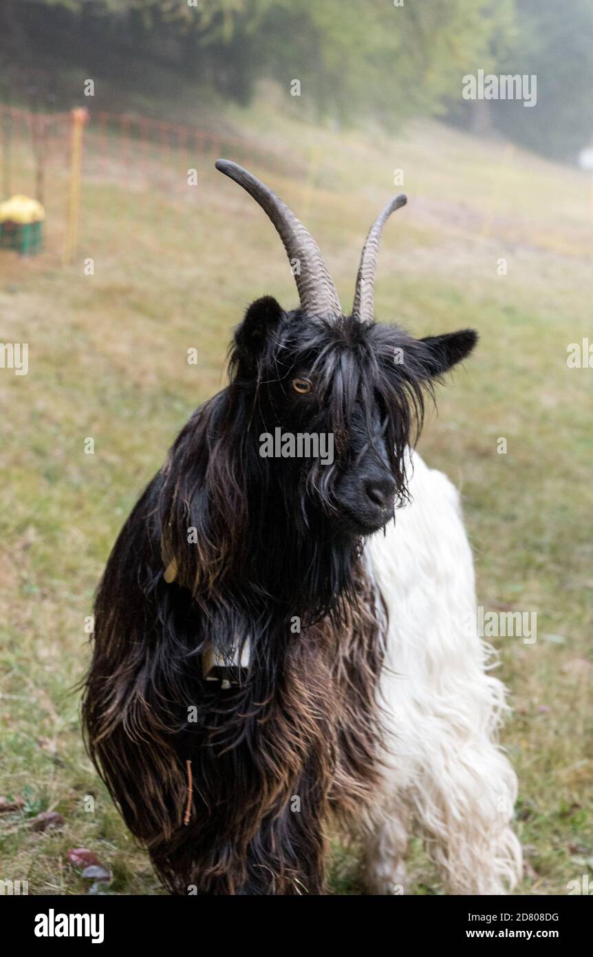 Valais blackneck he goat hi-res stock photography and images - Alamy
