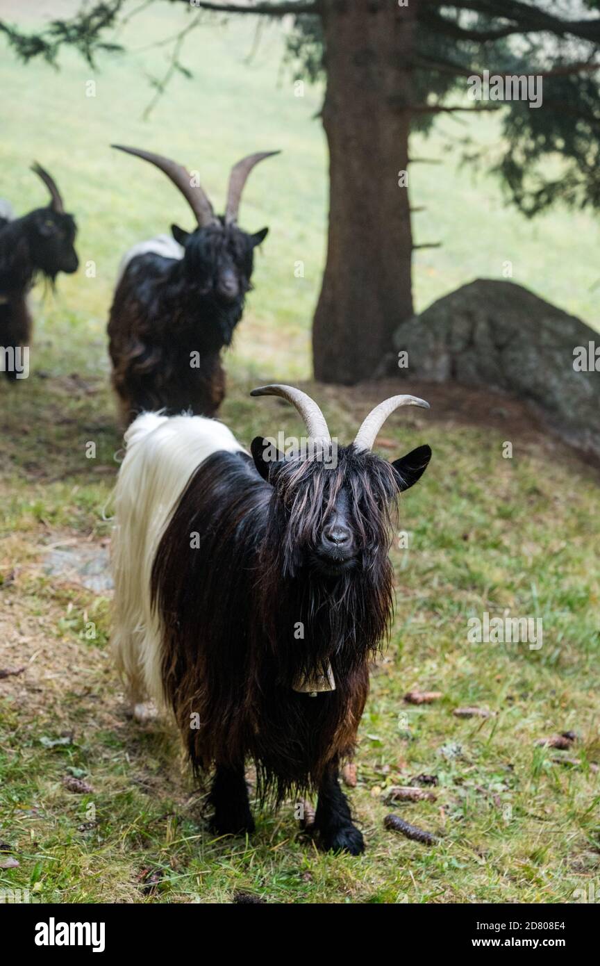 Valais Blackneck goats Stock Photo - Alamy
