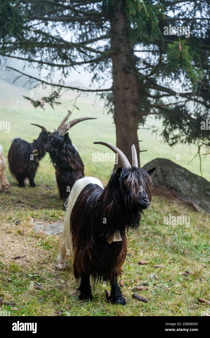 Valais Blackneck goats Stock Photo - Alamy