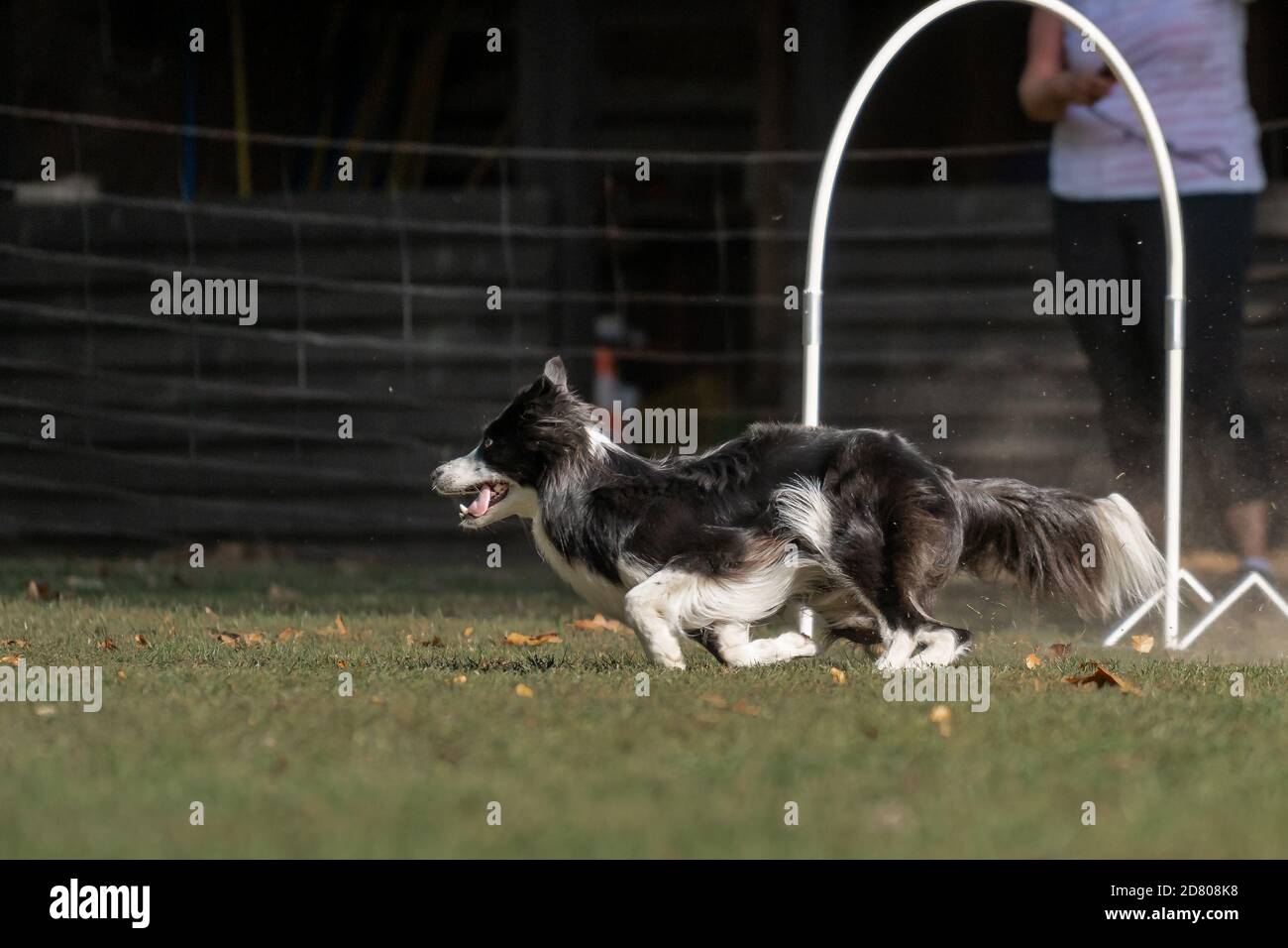 Dog at hoopers parcours / Hund im Hoopers Parcour Stock Photo - Alamy