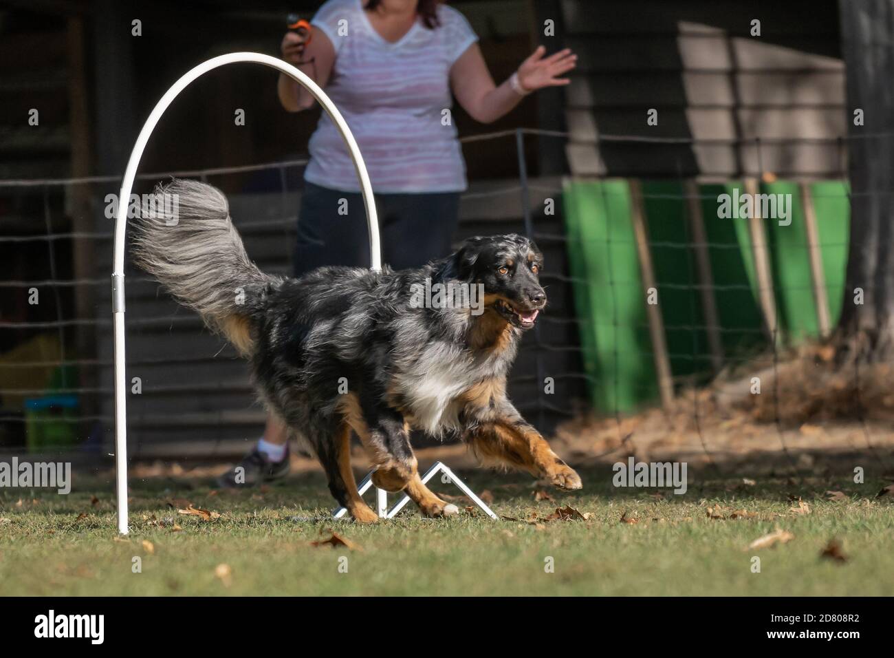 Dog at hoopers parcours / Hund im Hoopers Parcour Stock Photo - Alamy