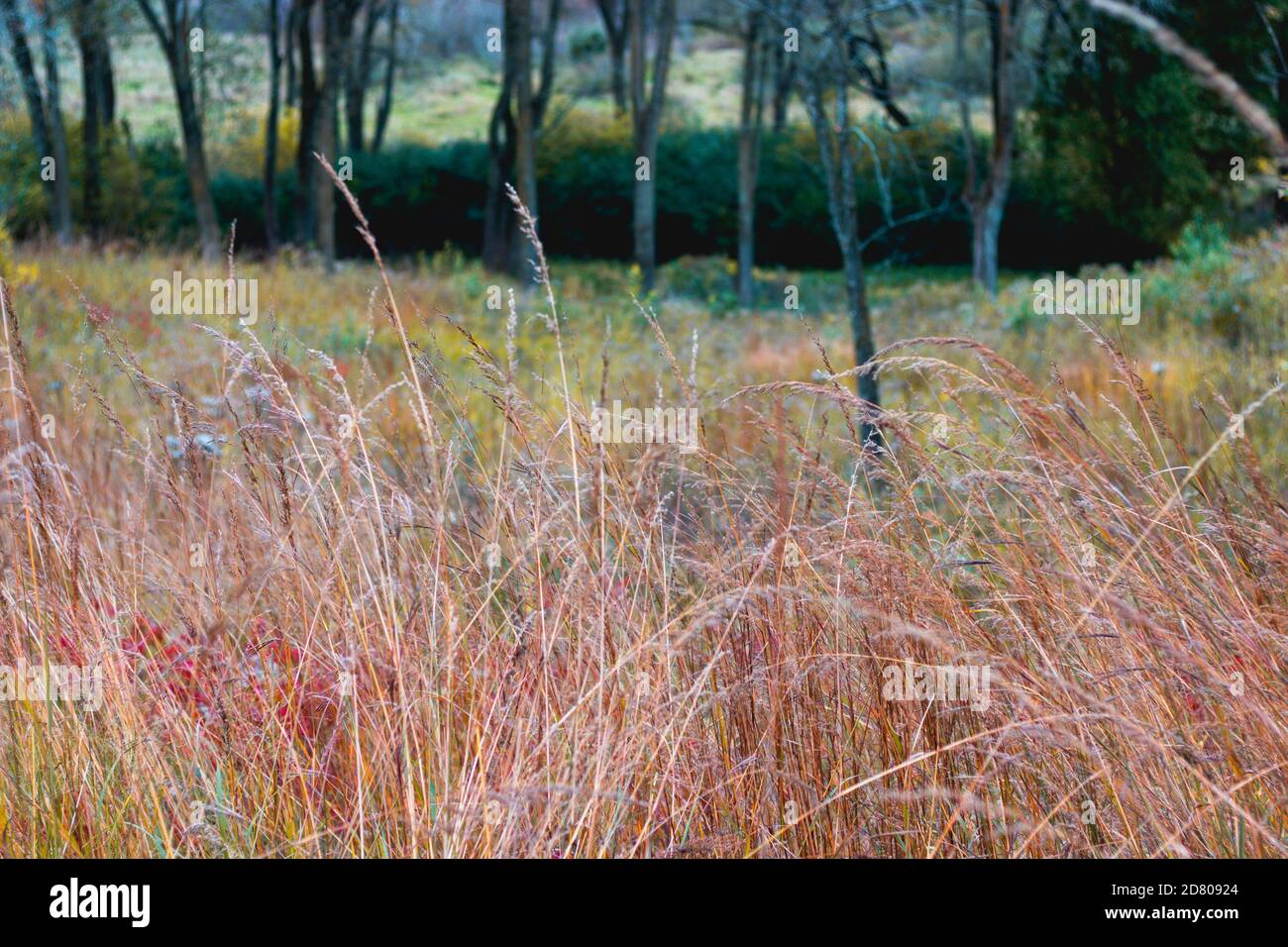 Fall grass in woods Stock Photo - Alamy