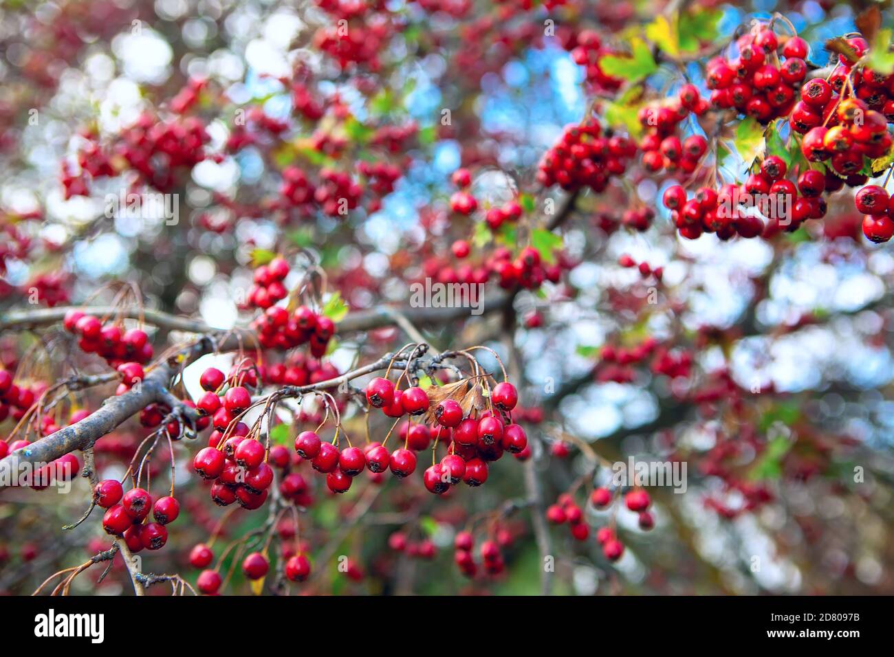 Hawthorn blossom berries hi-res stock photography and images - Alamy