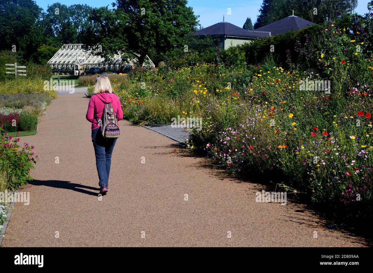 Woman Walking on Path by Wild Flower Border at RHS Garden Harlow Carr ...