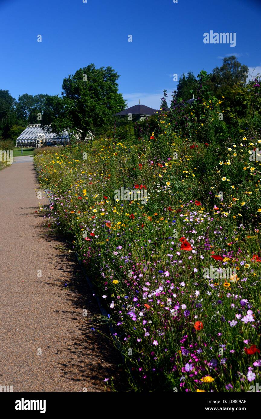 Footpath by Wild Flower Border at RHS Garden Harlow Carr, Harrogate ...