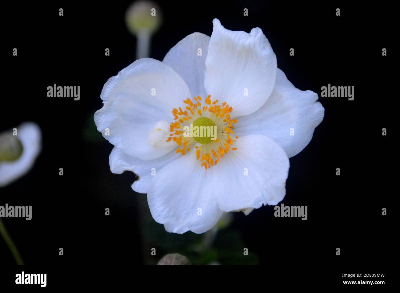 Single White Japanese Anemone (x hybrida 'Honorine Jobert') Flower ...