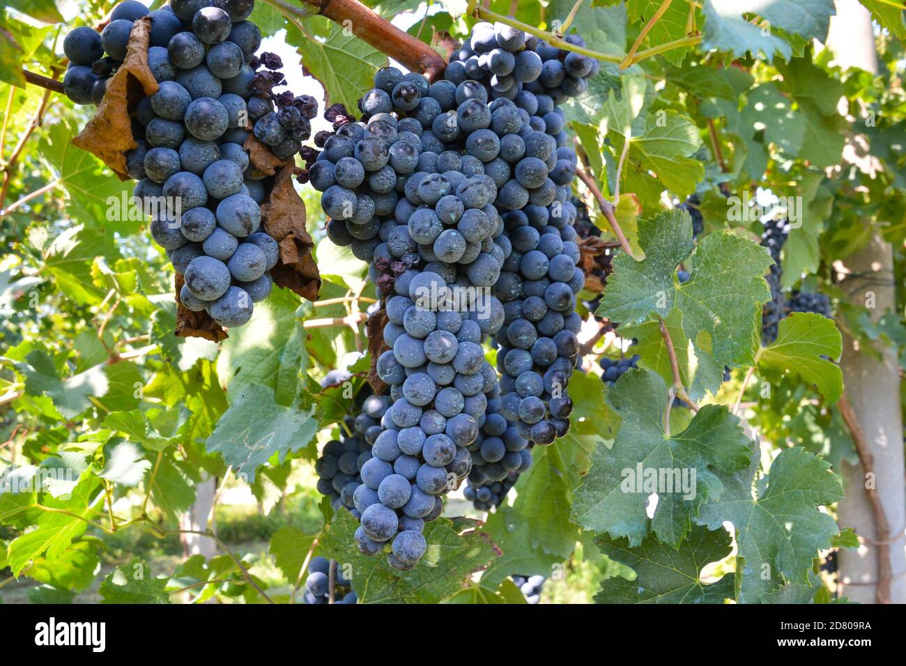 Vineyard Ready to Produce Wine Stock Photo - Alamy