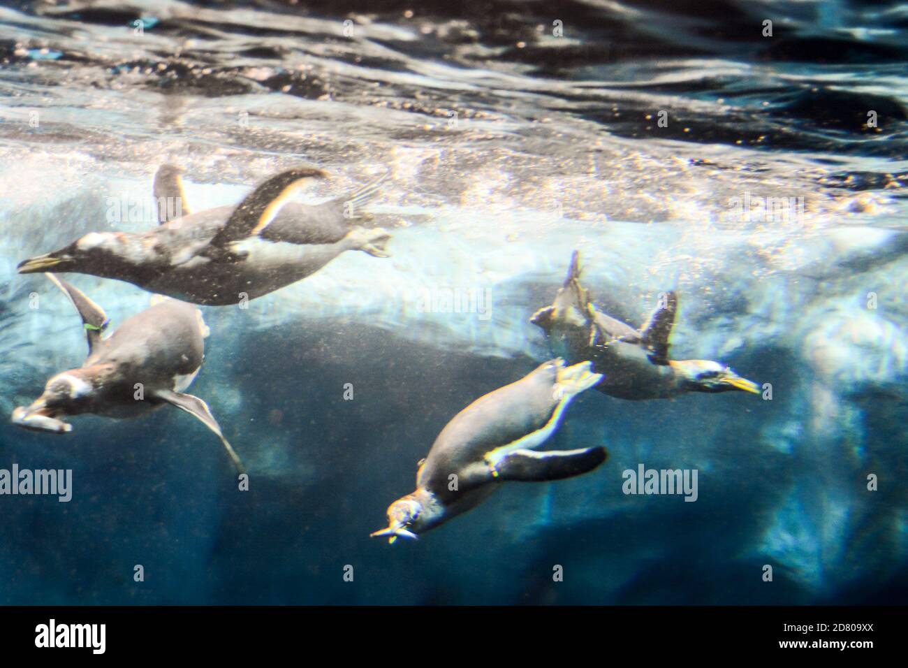 Photo Picture of Wild Penguin Animal Bird Playing Stock Photo - Alamy