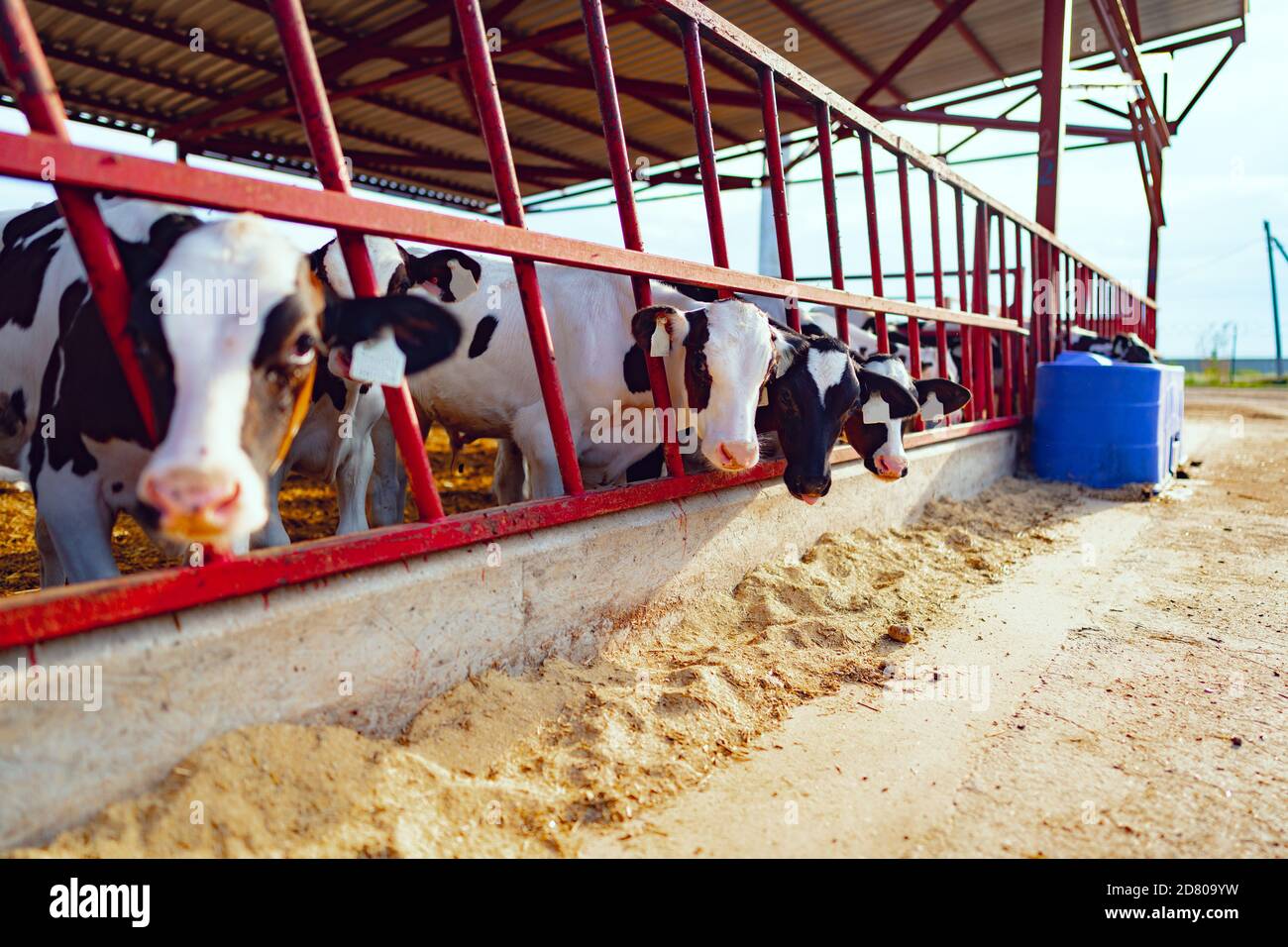 Large cowshed with milky cows on the farm Stock Photo - Alamy