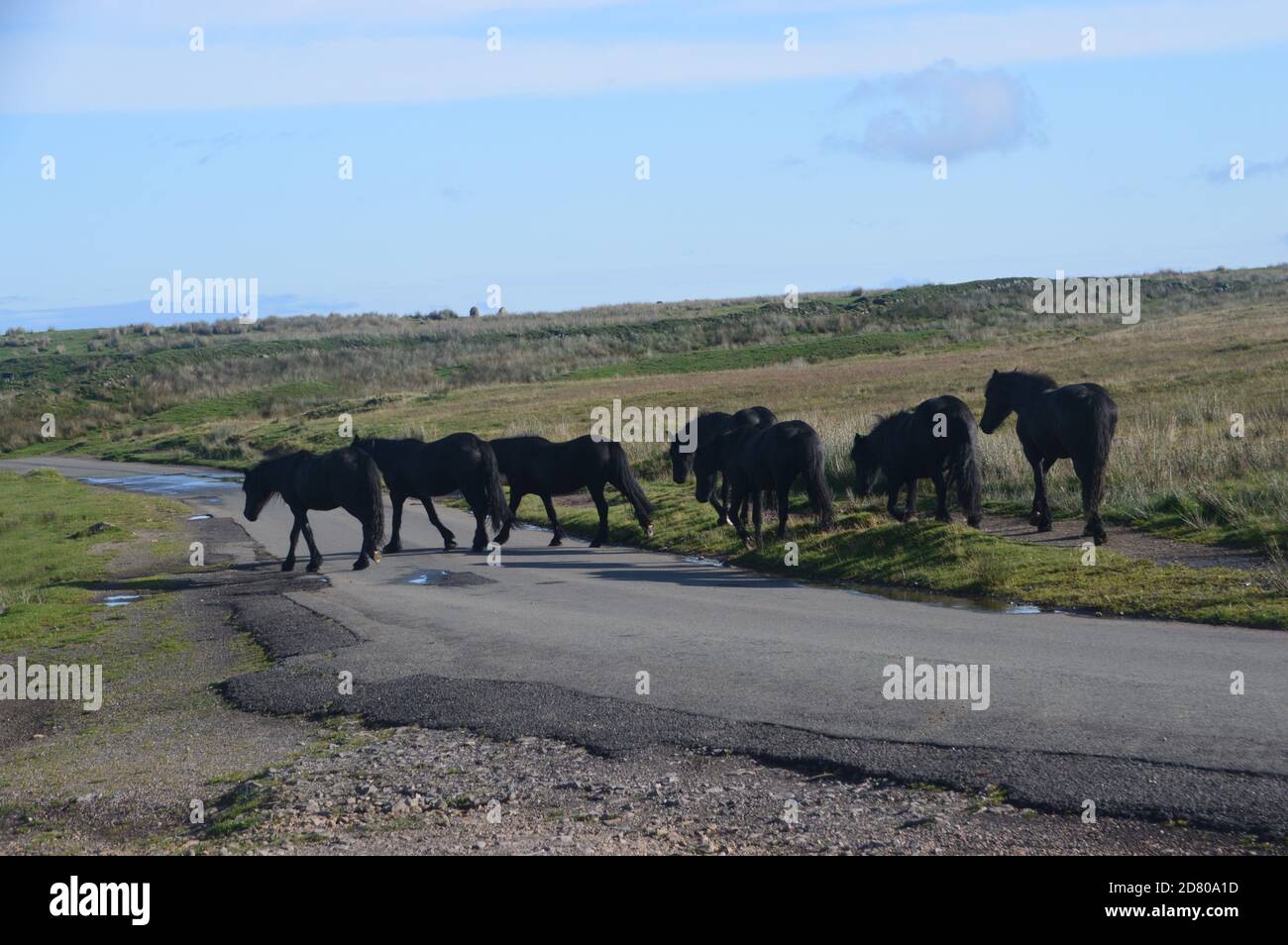 Seven Black Fell Ponies Walking on the Road near Kinnisdale Stone ...