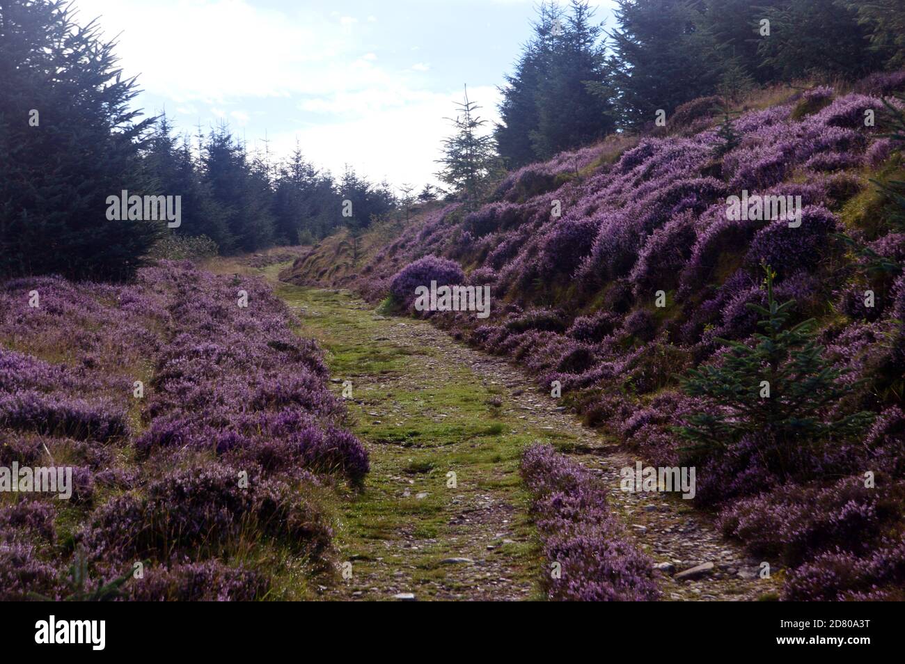 Purple Heather on the Old Mine Road in the Forest from Scaly Moss to ...