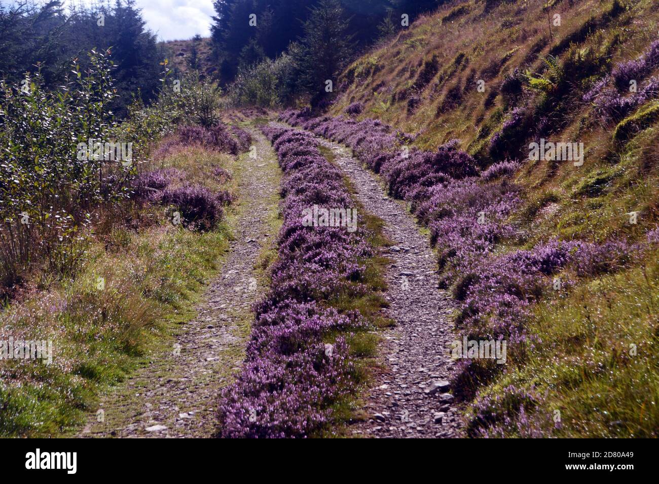 Purple Heather on the Old Mine Road in the Forest from Scaly Moss to ...