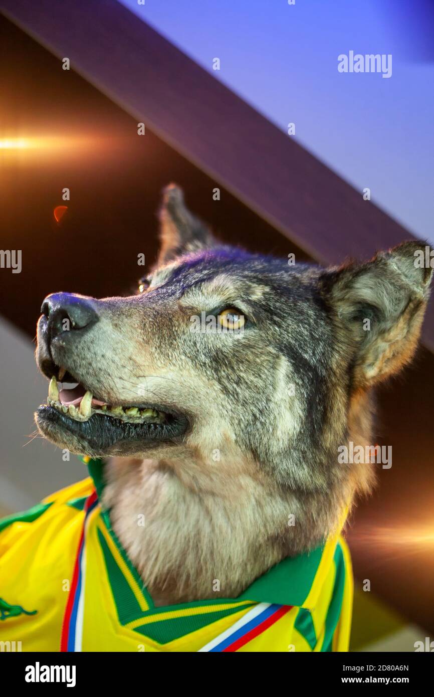 Arctic wolf teeth mouth hi-res stock photography and images - Alamy