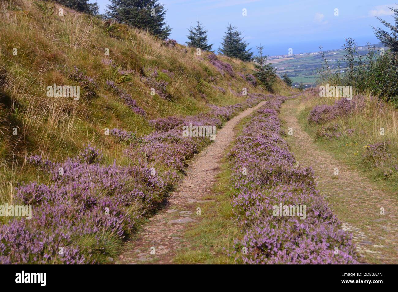 Purple Heather on the Old Mine Road in the Forest from Scaly Moss to ...