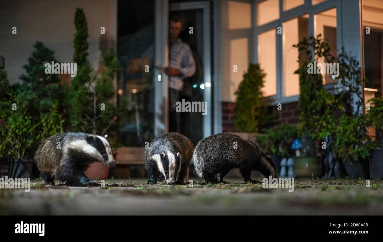 Suburban badgers hi-res stock photography and images - Alamy