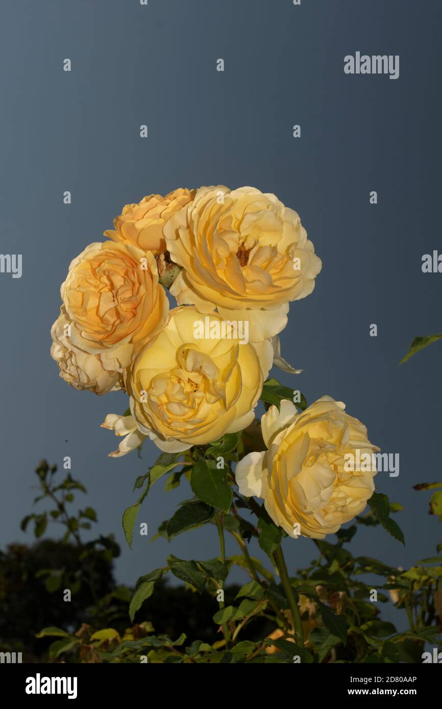 Ausmas rose hi-res stock photography and images - Alamy