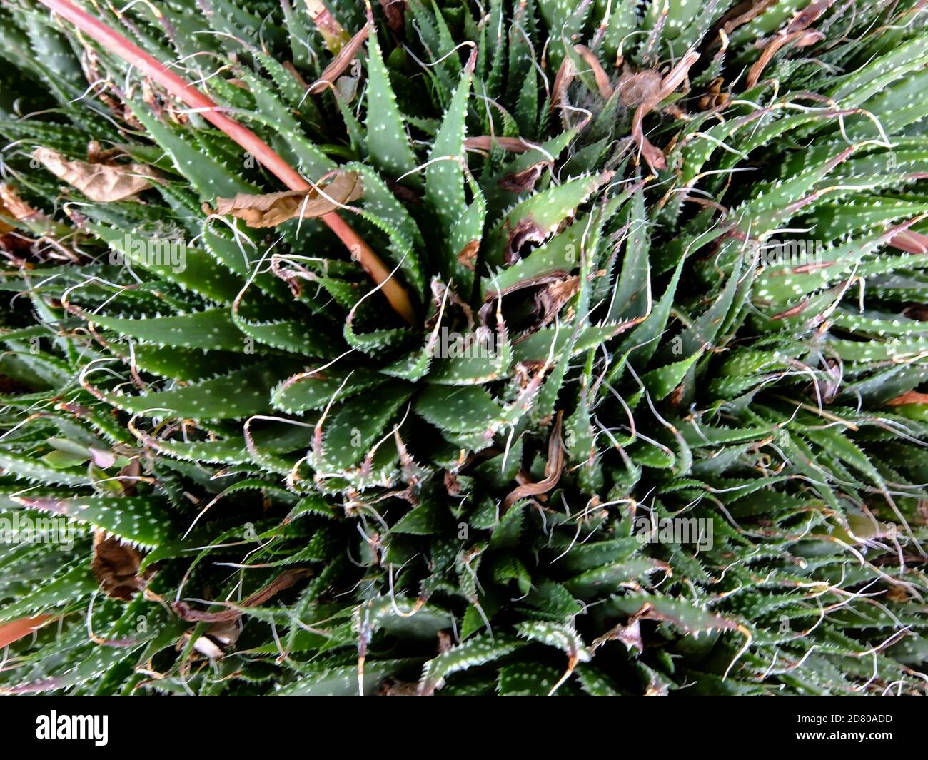 Cactus Texture Background Stock Photo - Alamy
