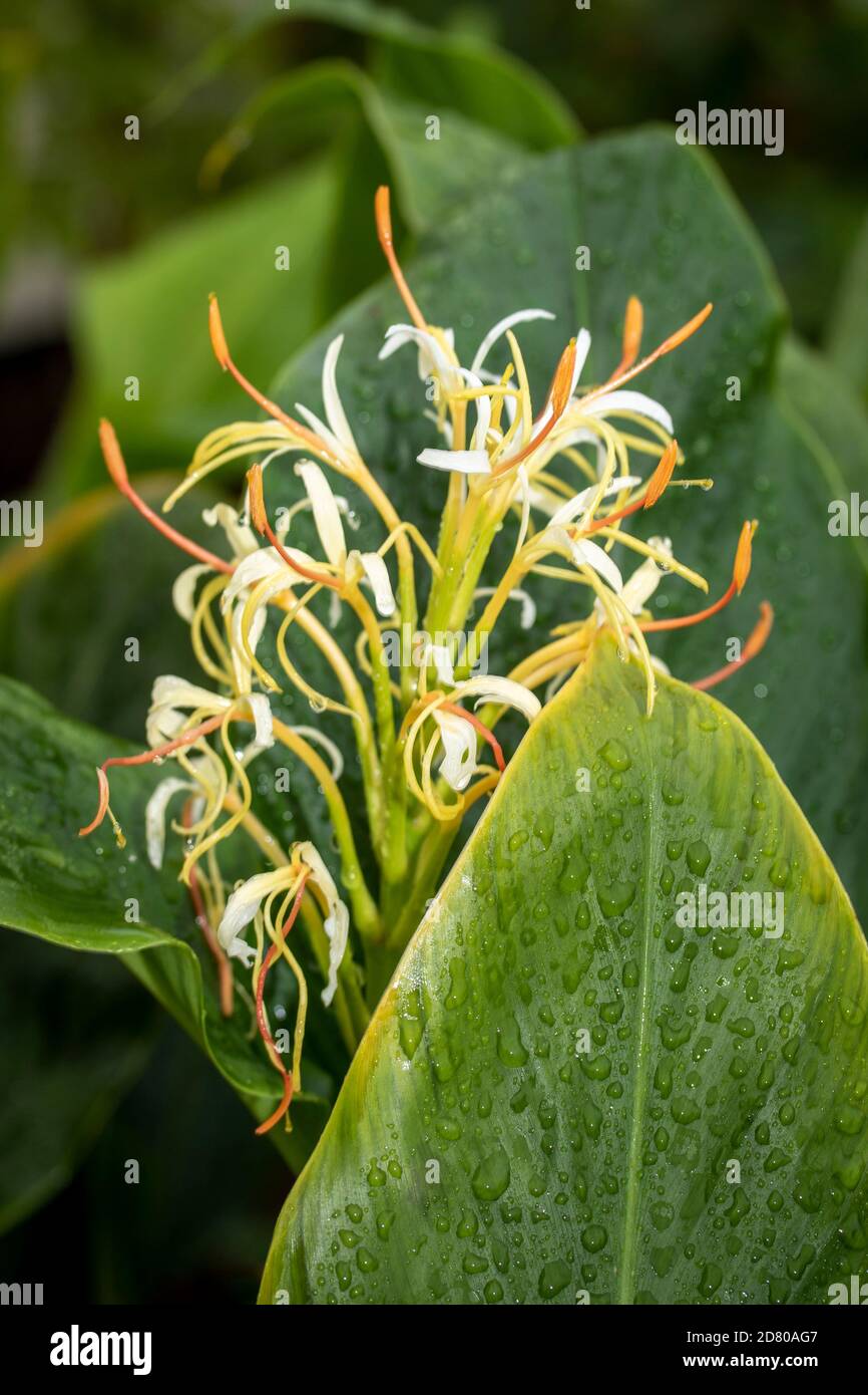 Hedychium Yunnanense, flower and striking foliage, natural plant ...