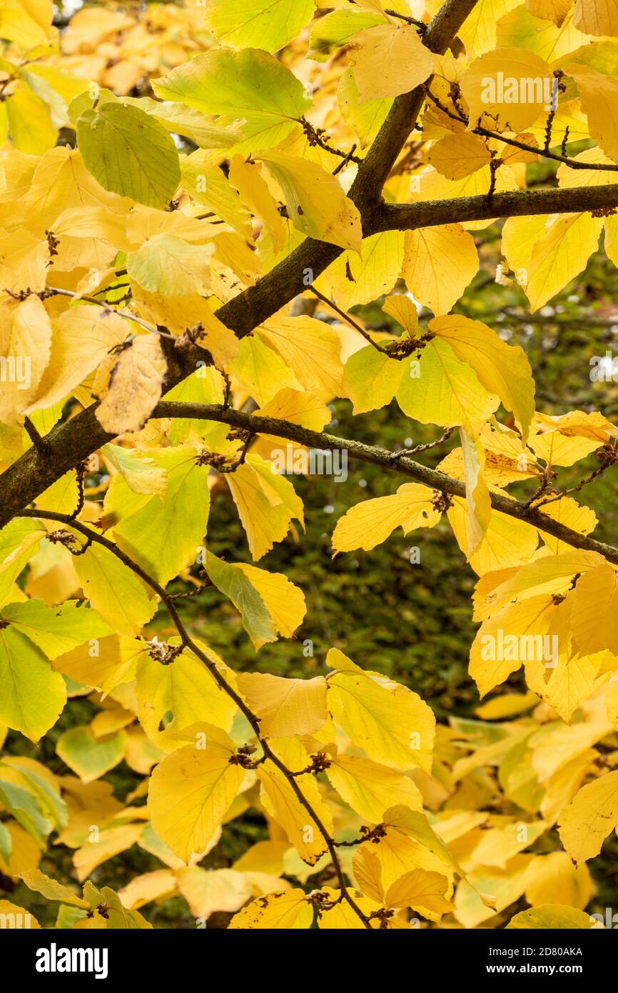Autumn tree colour Stock Photo - Alamy
