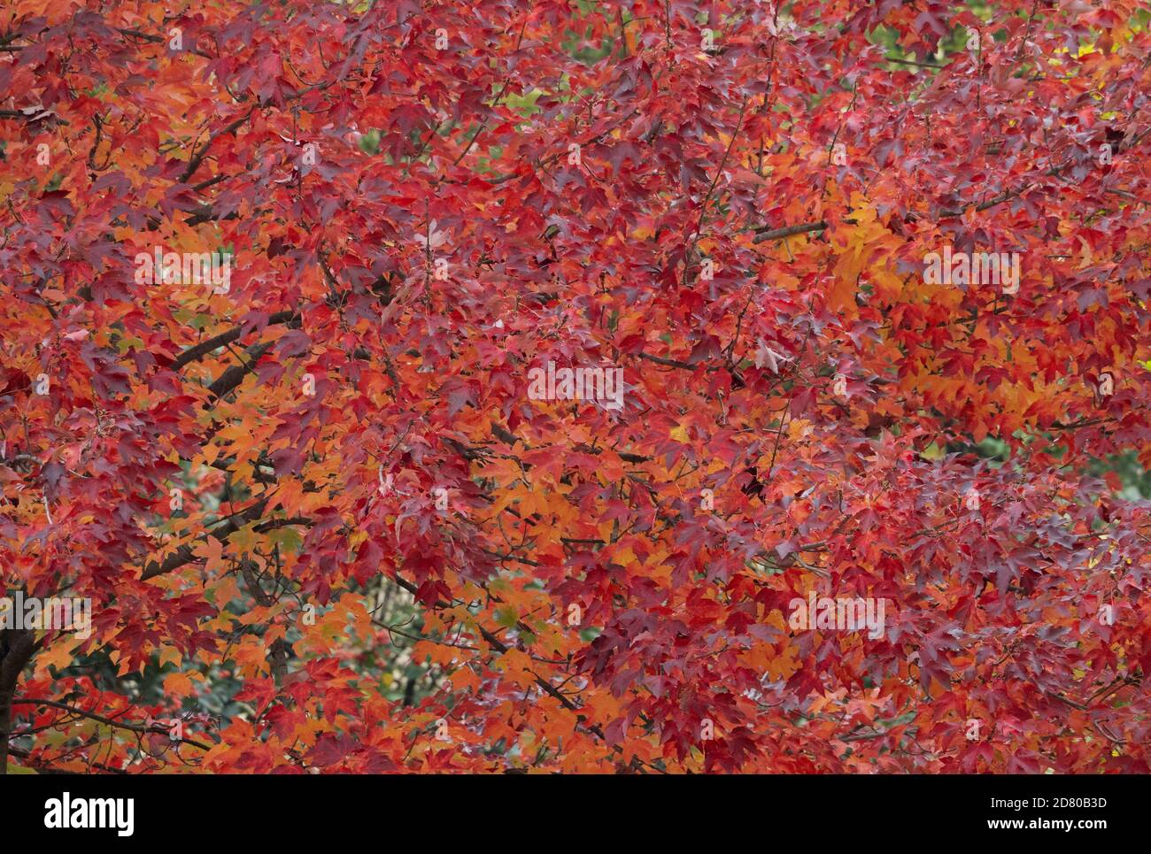 autumn landscape,red leaves texture background Stock Photo - Alamy