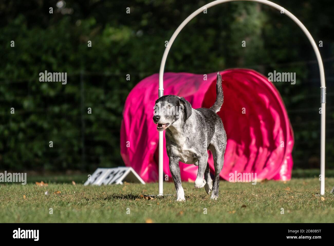 Dog at hoopers parcours / Hund im Hoopers Parcour Stock Photo - Alamy