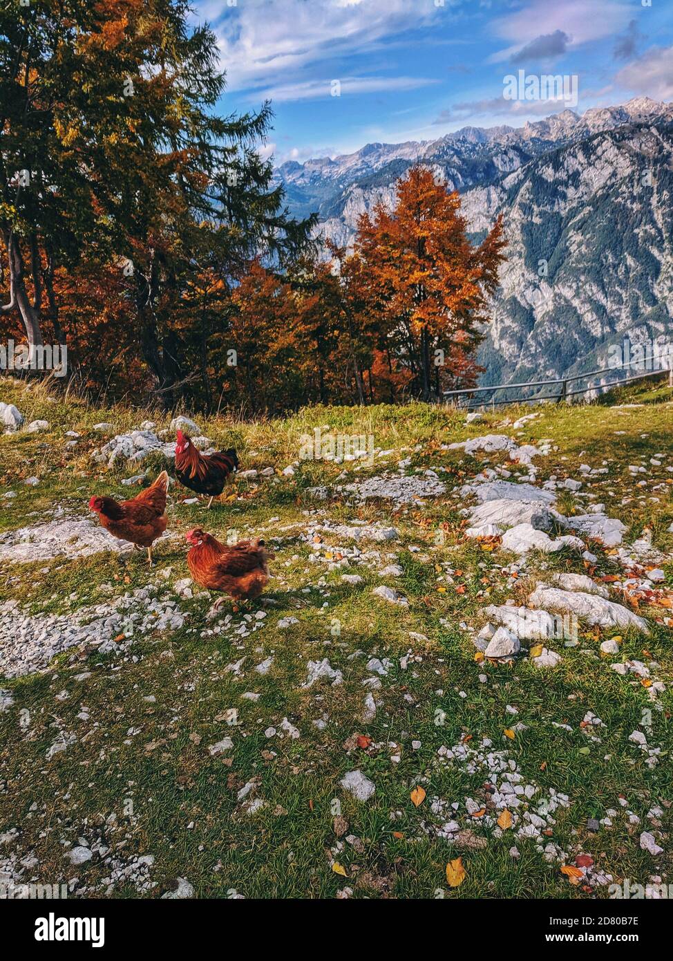 Mountain chicken hi-res stock photography and images - Alamy