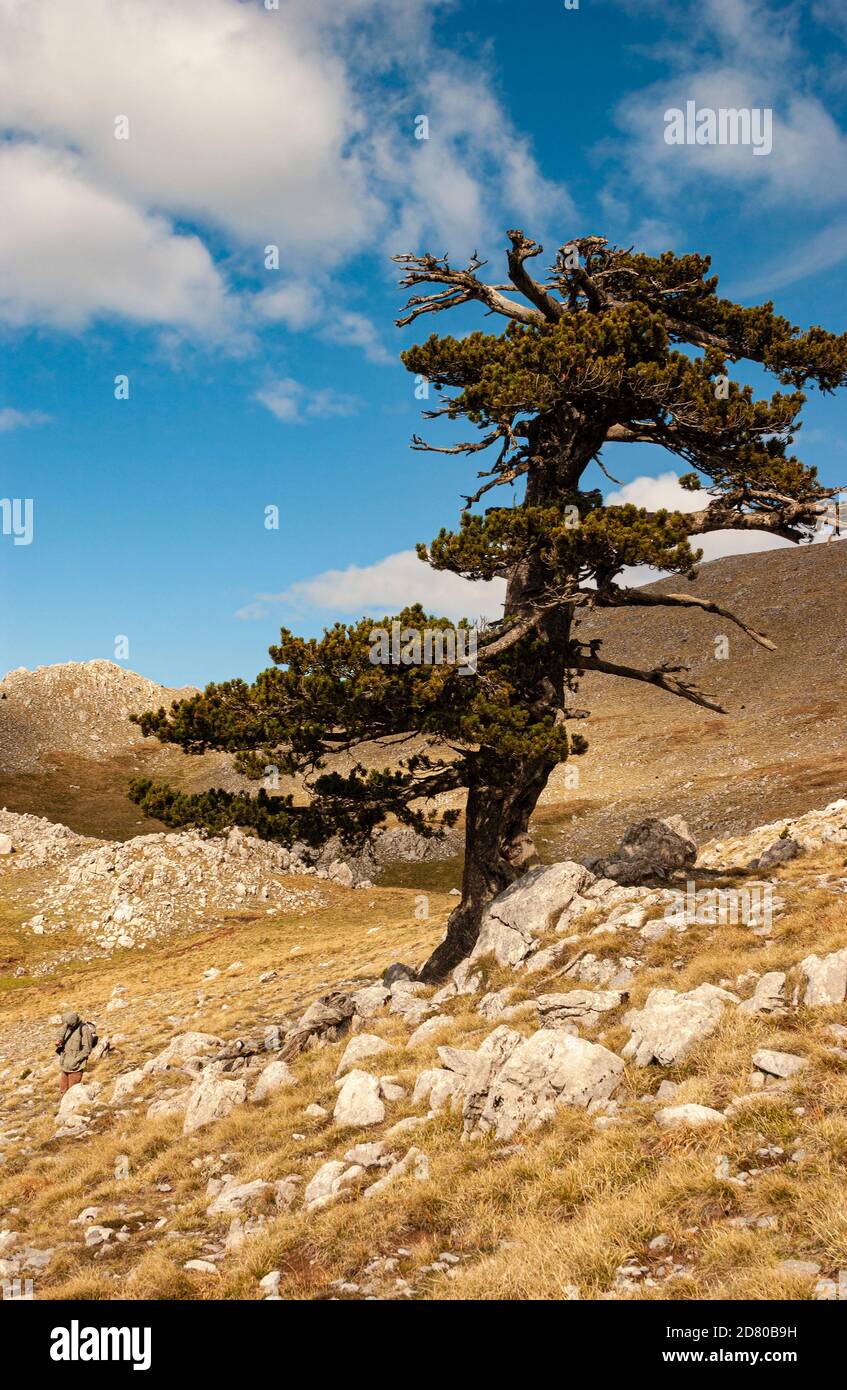 Italy Calabria Pollino National Park ( Pinus leucodermis ) Bosnian Pine ...