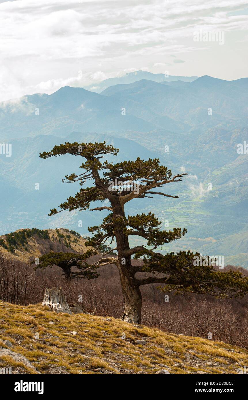 Italy Calabria Pollino National Park ( Pinus leucodermis ) Bosnian Pine ...