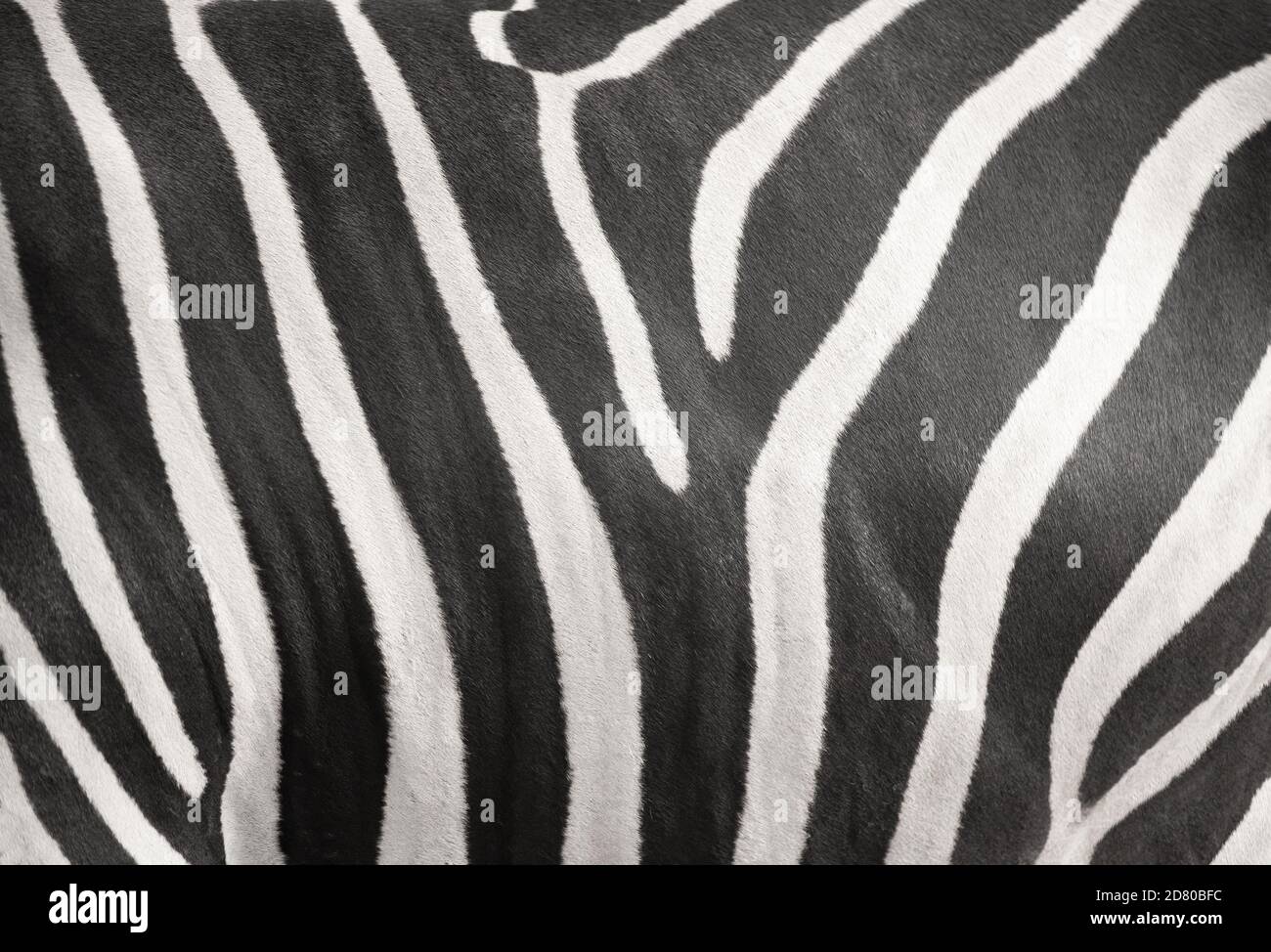 Zebra stripe skin texture background Stock Photo - Alamy