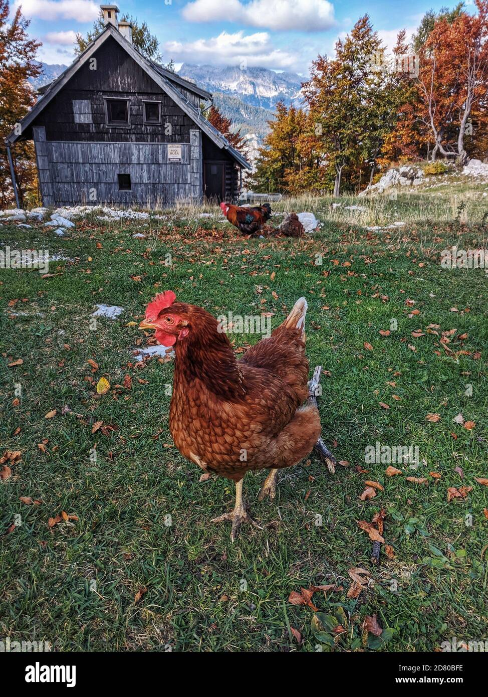 Mountain chicken hi-res stock photography and images - Alamy