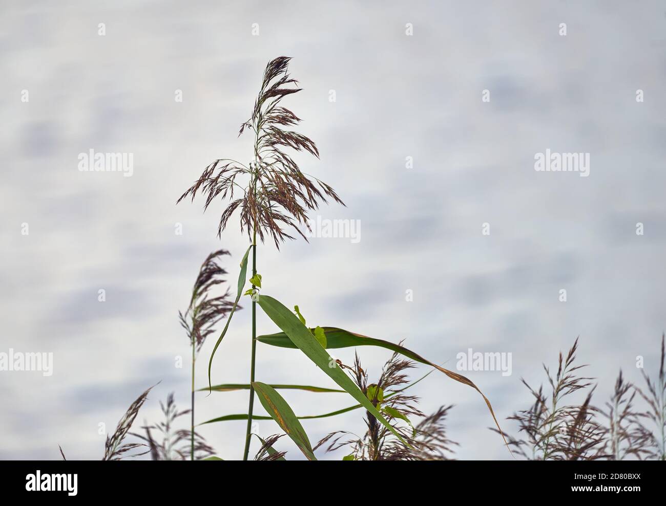 Seed stands hi-res stock photography and images - Alamy