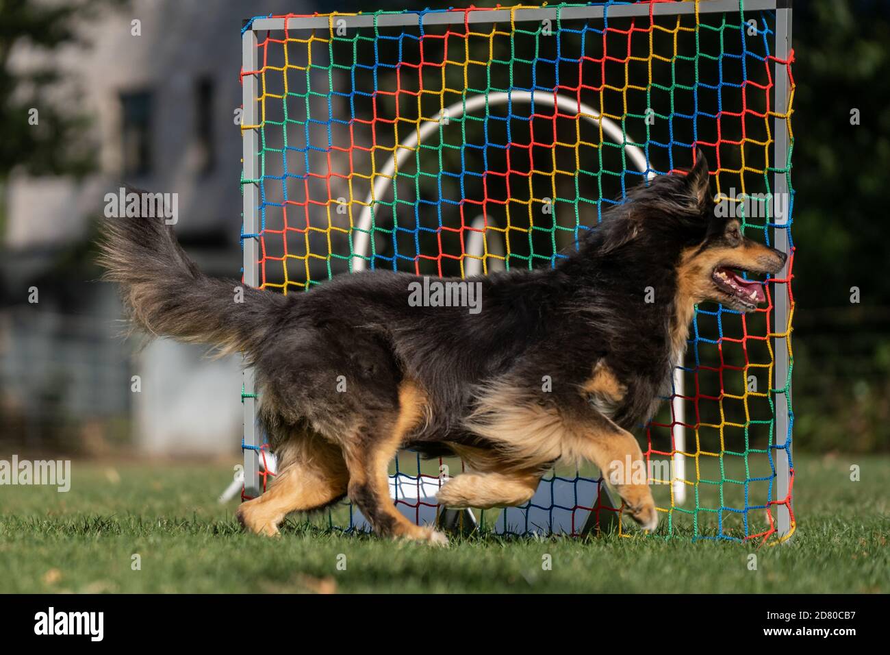 Dog at hoopers parcours / Hund im Hoopers Parcour Stock Photo - Alamy