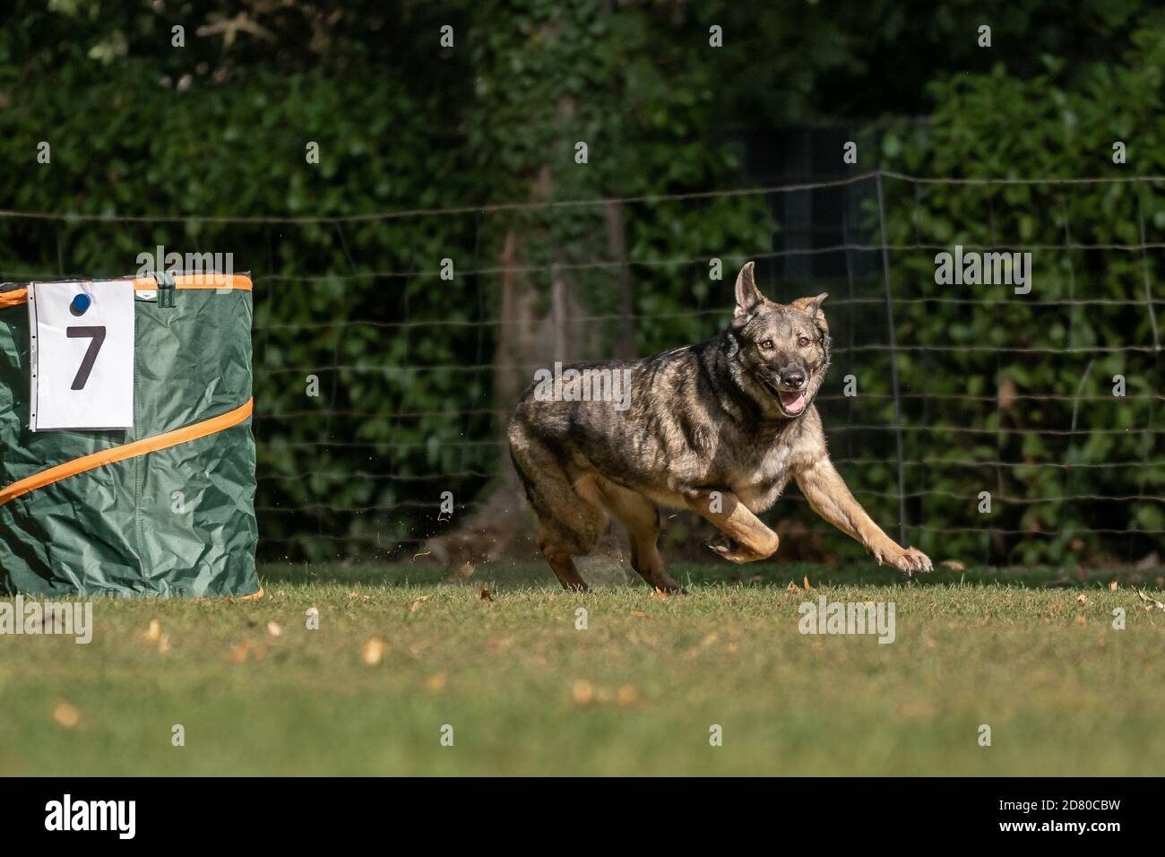 Dog at hoopers parcours / Hund im Hoopers Parcour Stock Photo - Alamy