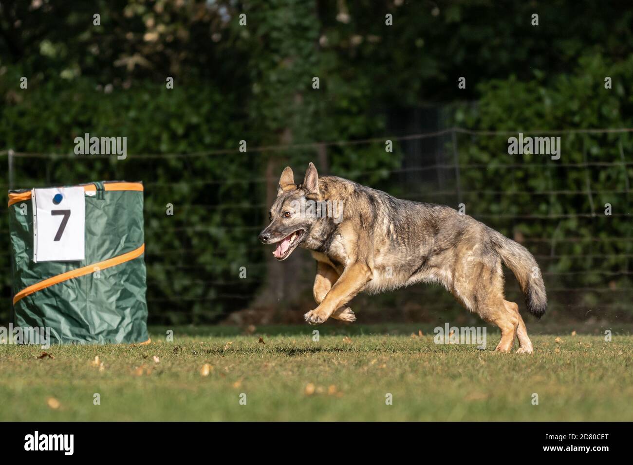 Dog at hoopers parcours / Hund im Hoopers Parcour Stock Photo - Alamy