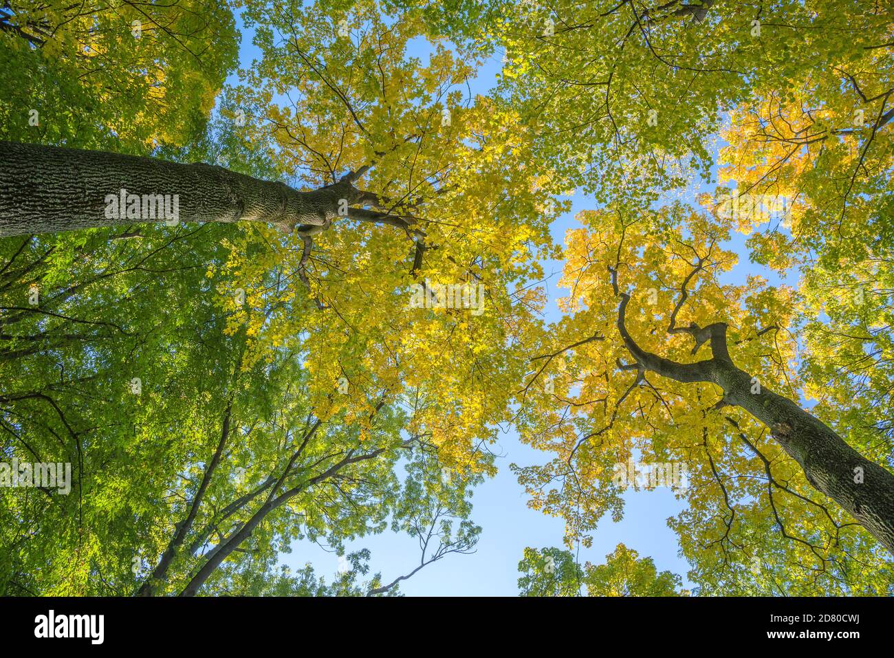 Top of the trees photographs from below Stock Photo - Alamy