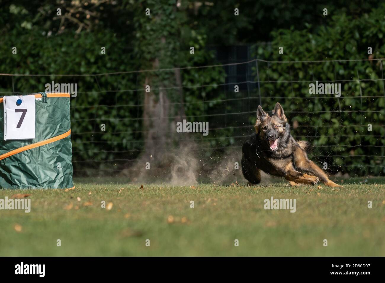 Dog at hoopers parcours / Hund im Hoopers Parcour Stock Photo - Alamy