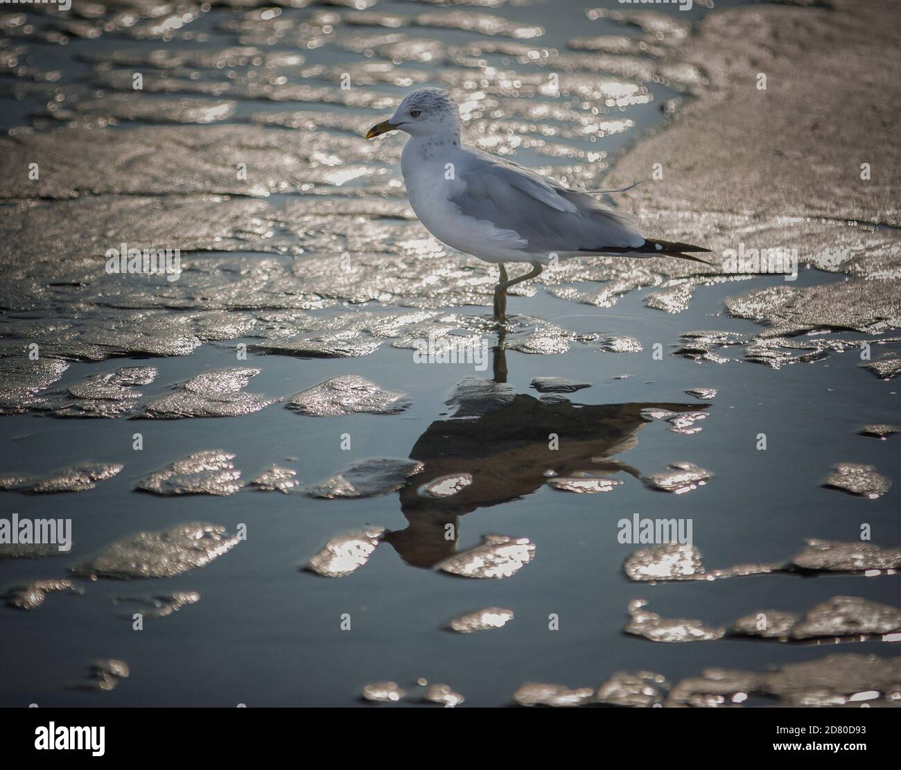 single sea bird and reflections along a beach-9 Stock Photo - Alamy