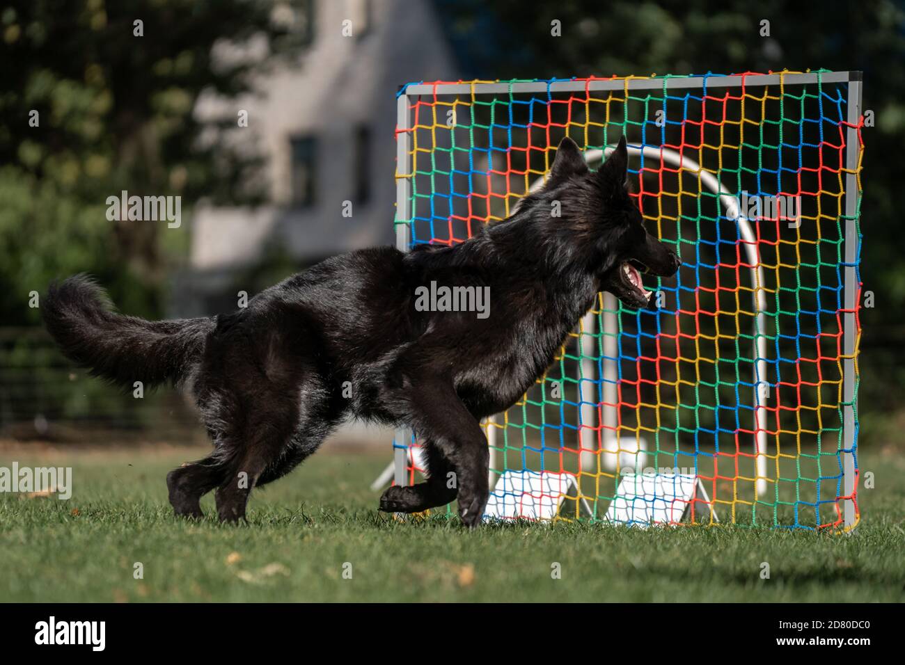 Dog at hoopers parcours / Hund im Hoopers Parcour Stock Photo - Alamy
