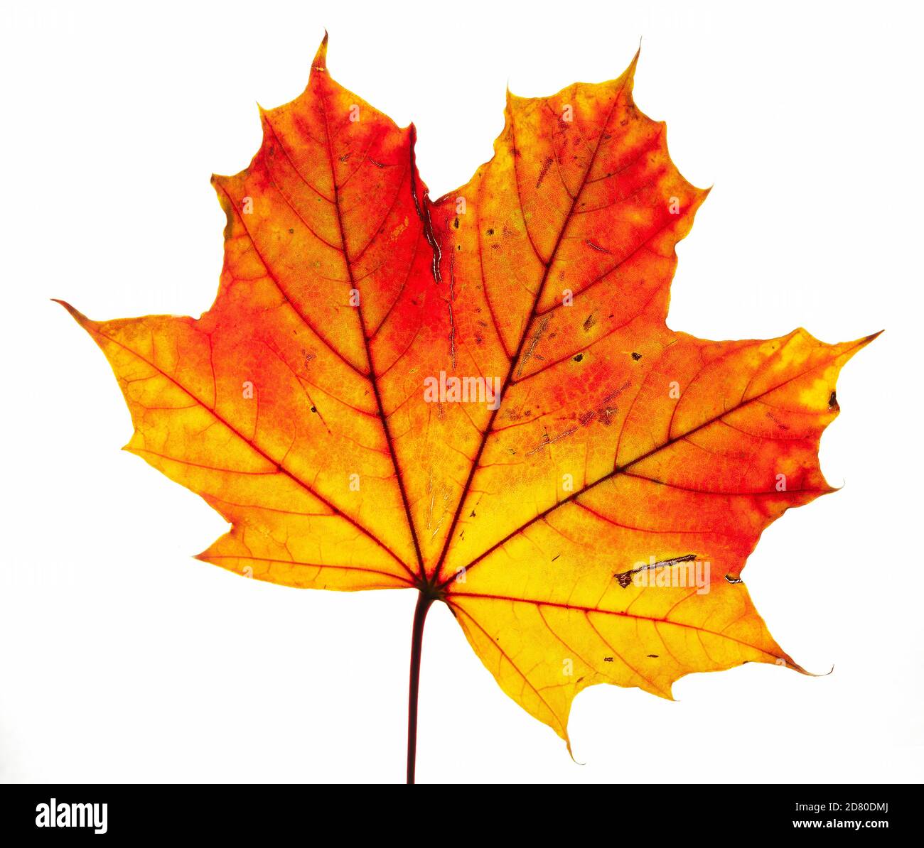 Autumn leaf on a white background Stock Photo - Alamy