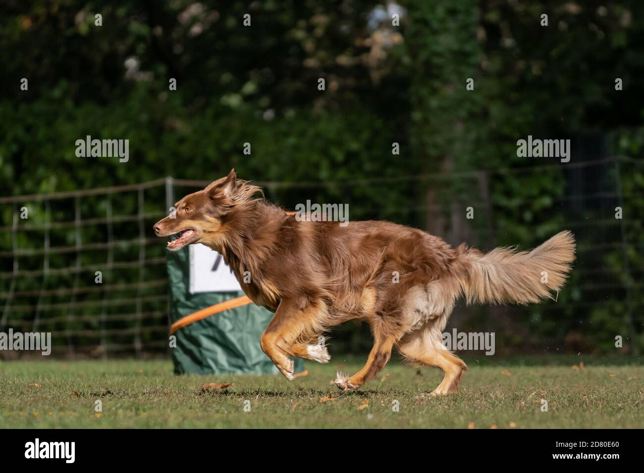 Dog at hoopers parcours / Hund im Hoopers Parcour Stock Photo - Alamy