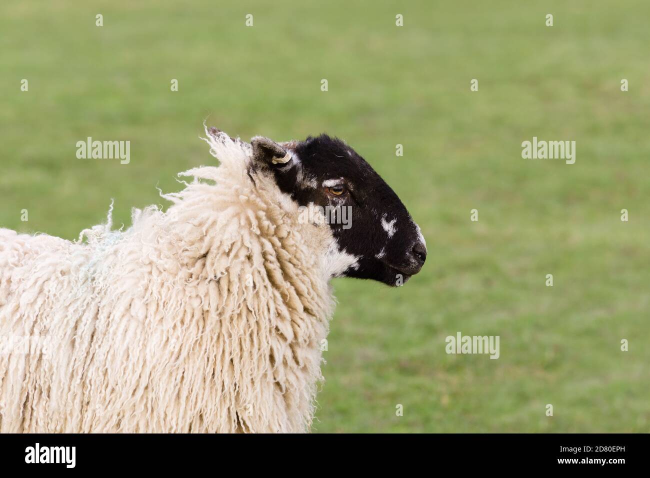 North of England or North Country Mule sheep cross bred between a ...