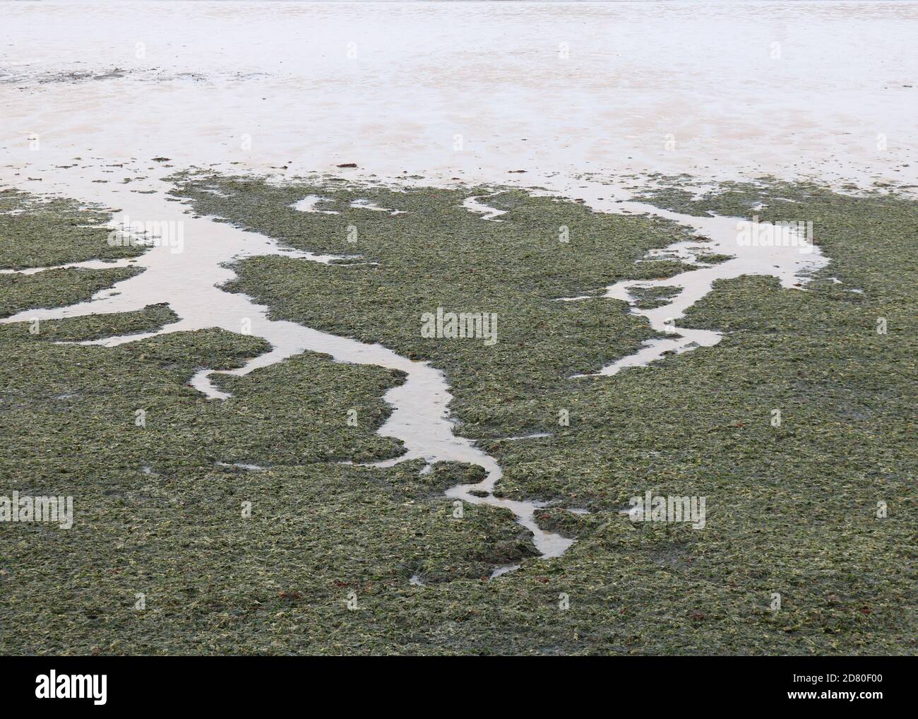 Seaweed Water Sea Seashore High Resolution Stock Photography and Images ...