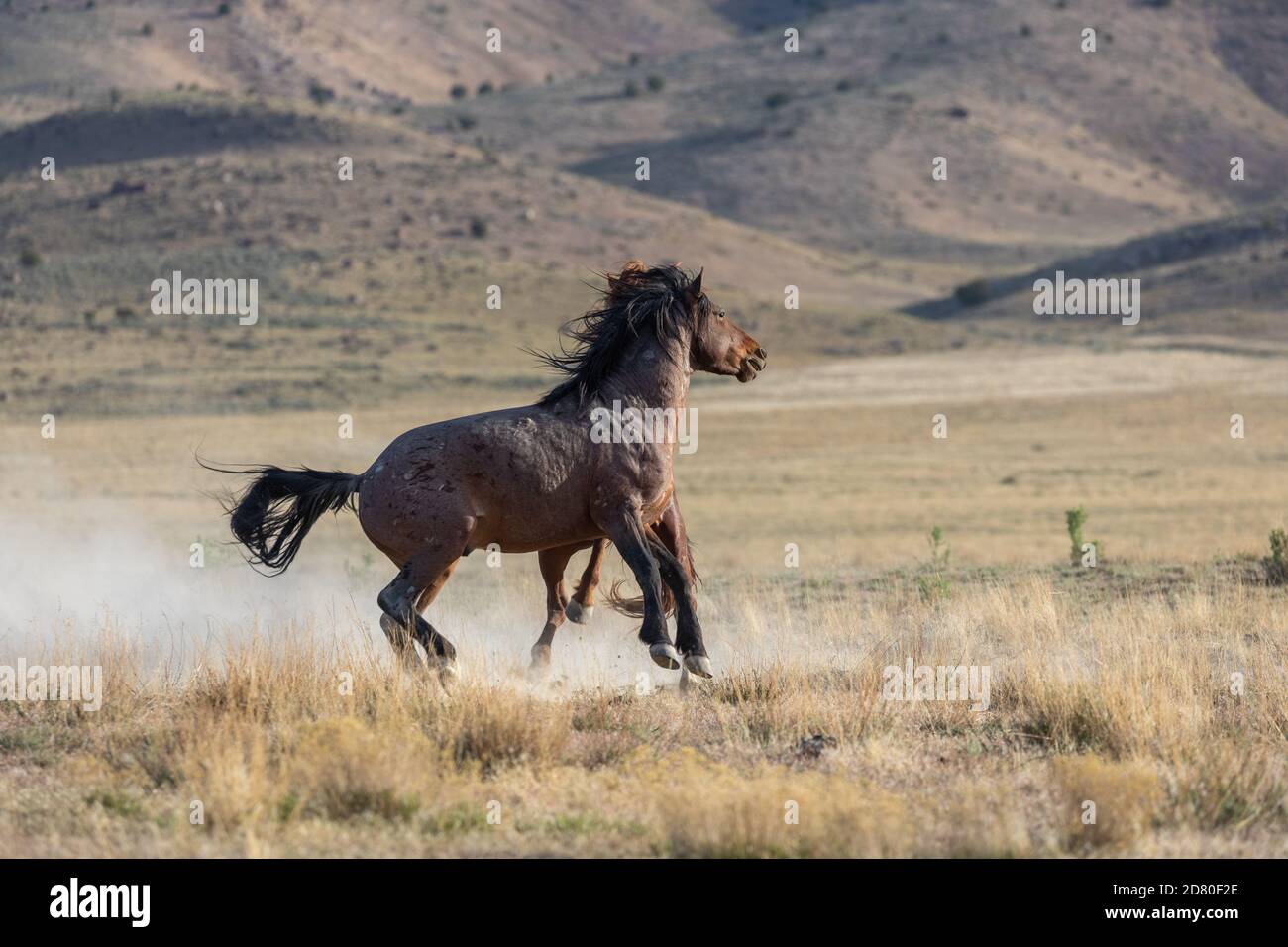 Wild Horse Stallions Fighting in the Utah Desert Stock Photo - Alamy