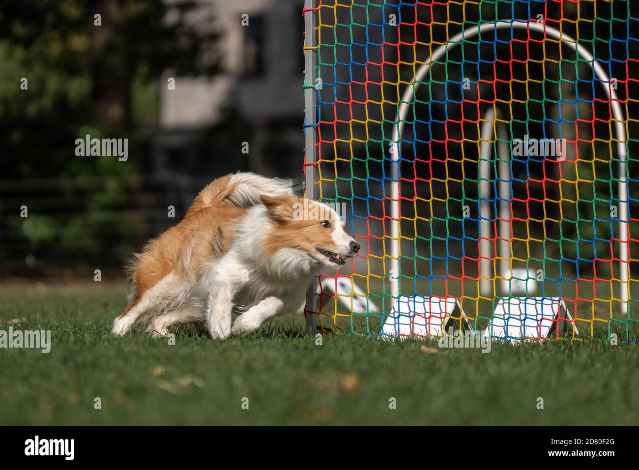Dog at hoopers parcours / Hund im Hoopers Parcour Stock Photo - Alamy